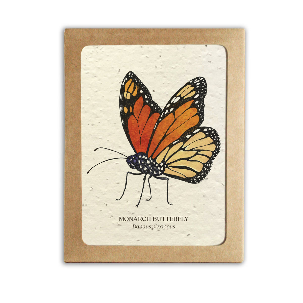 Insect Card Set - Plantable Wildflower Seed Paper – The Museum Store at ...